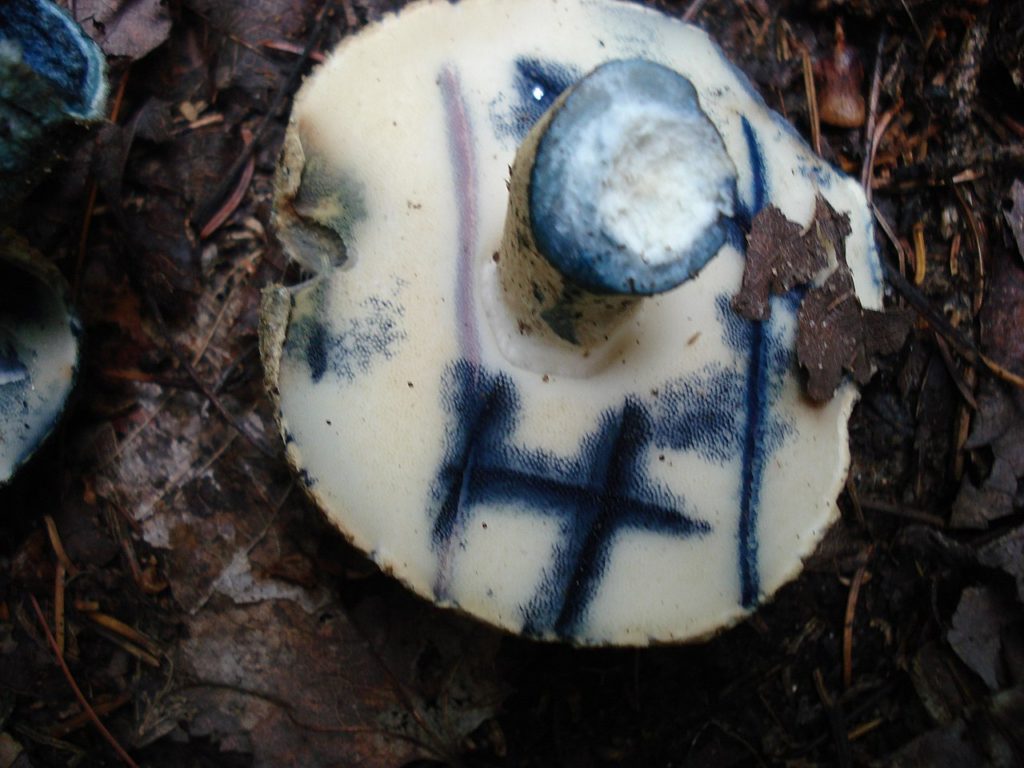 Four Edible Blue Staining Boletes * The Hunter Gatherer Society