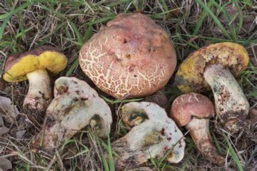 Four Edible Blue Staining Boletes * The Hunter Gatherer Society