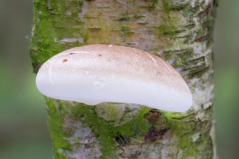 Foraging for Birch Polypore, a Comprehensive Guide to Edible Use