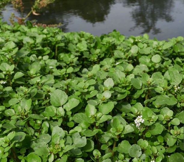 Discover the Joy of Foraging Watercress (Nasturtium officinale)