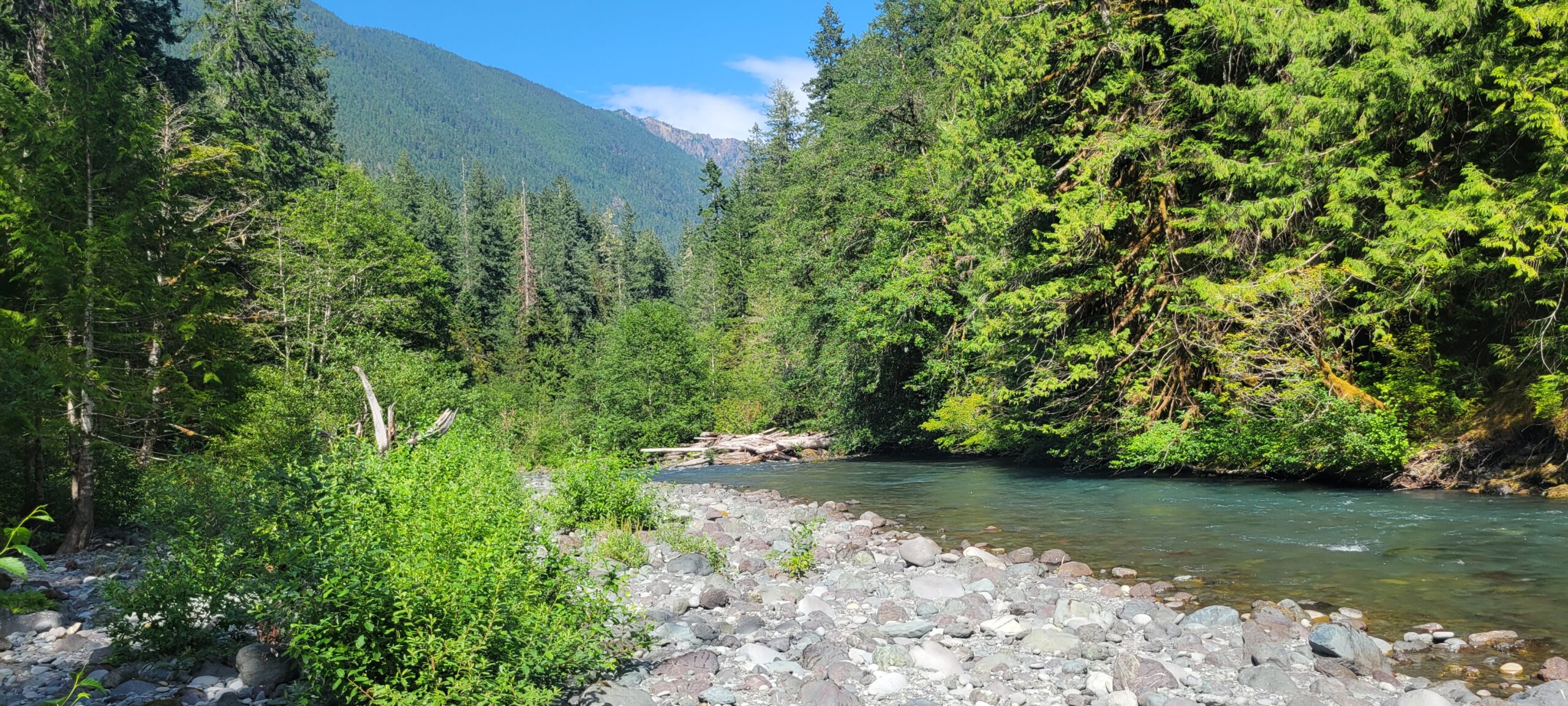 Backpacking and Foraging in Washington: Dosewallips River Trail Adventure