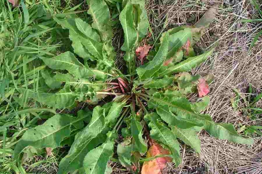 Forage Wild Edible Plants This Fall: A Beginner’s Guide * The Hunter ...