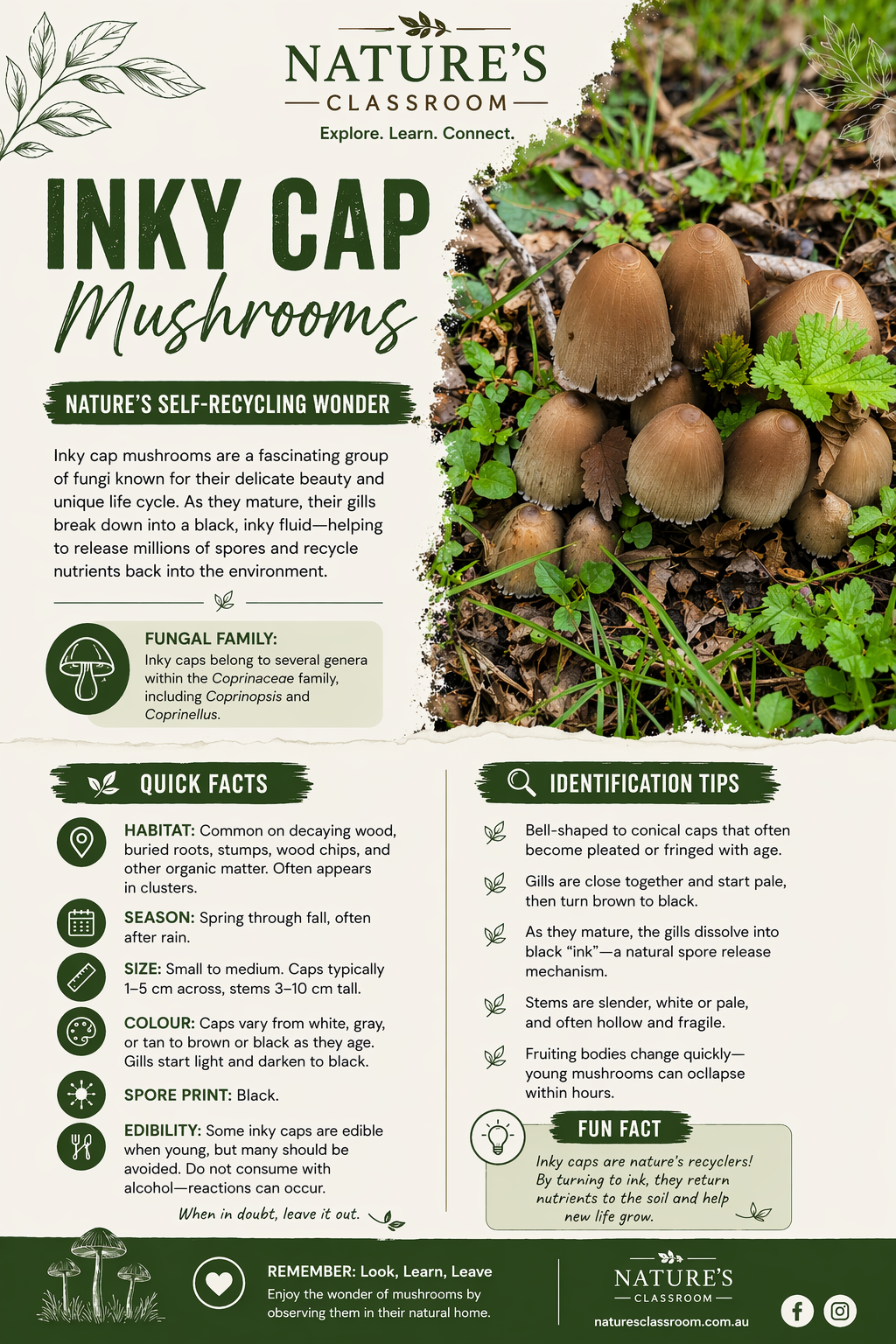 Inky Cap Mushrooms: Identification, Habitat, and Melting Life Cycle
